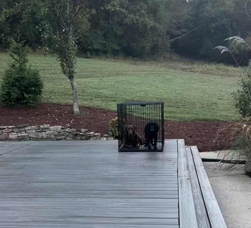 Luke Bryan Was In Need Of Some Help With Suggestions for His Dogs That ...